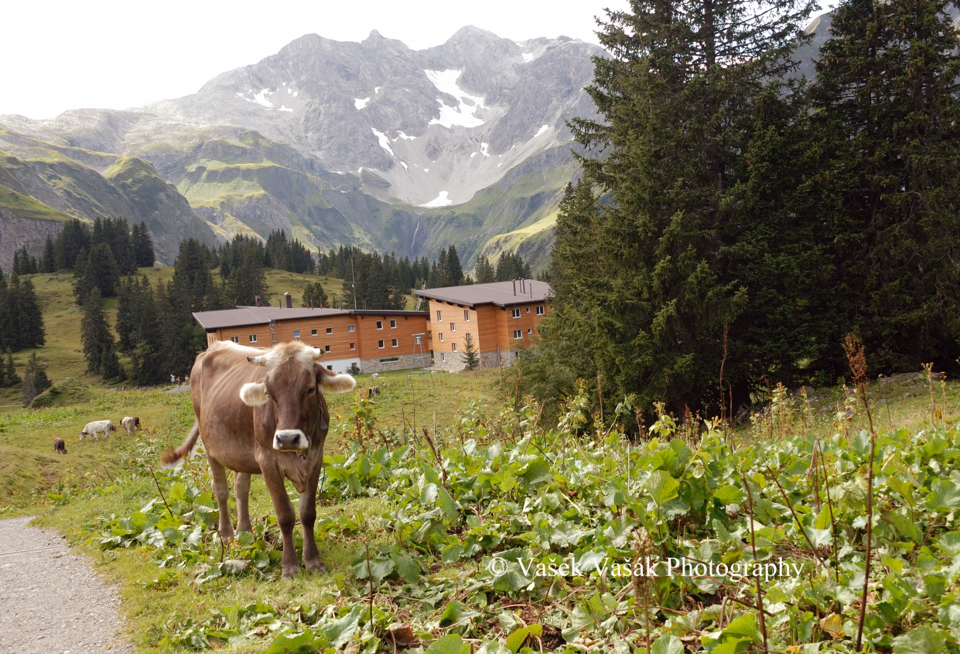 Zvířata :: Vašek Vašák foto